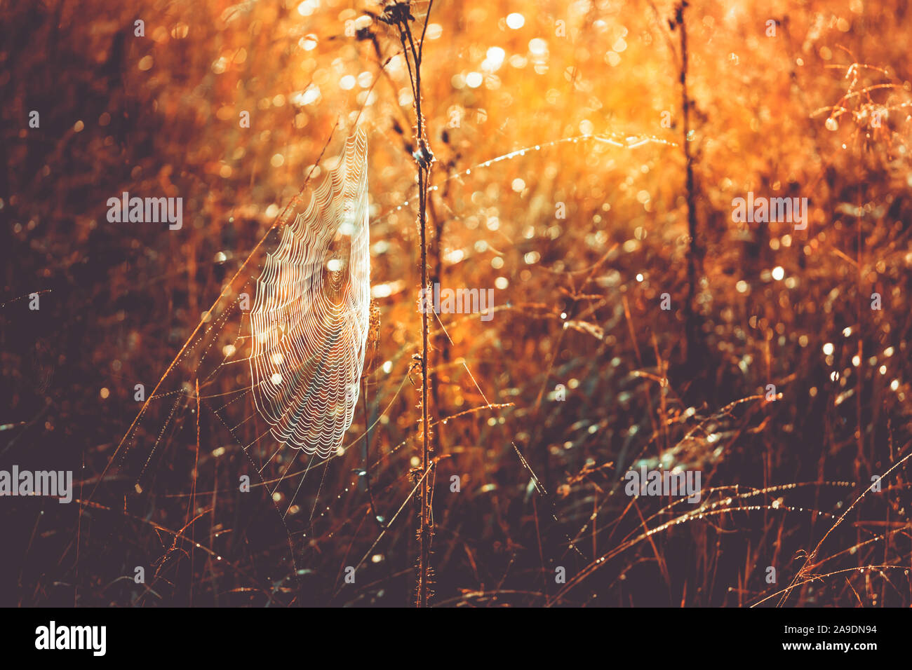 Spiders web in indian hi-res stock photography and images - Alamy