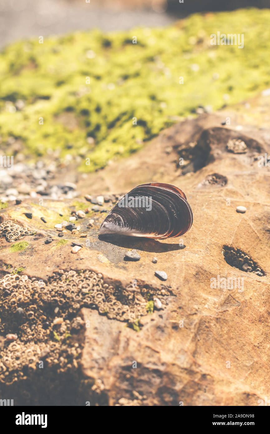 An opened mussel on a rock by the sea Stock Photo - Alamy