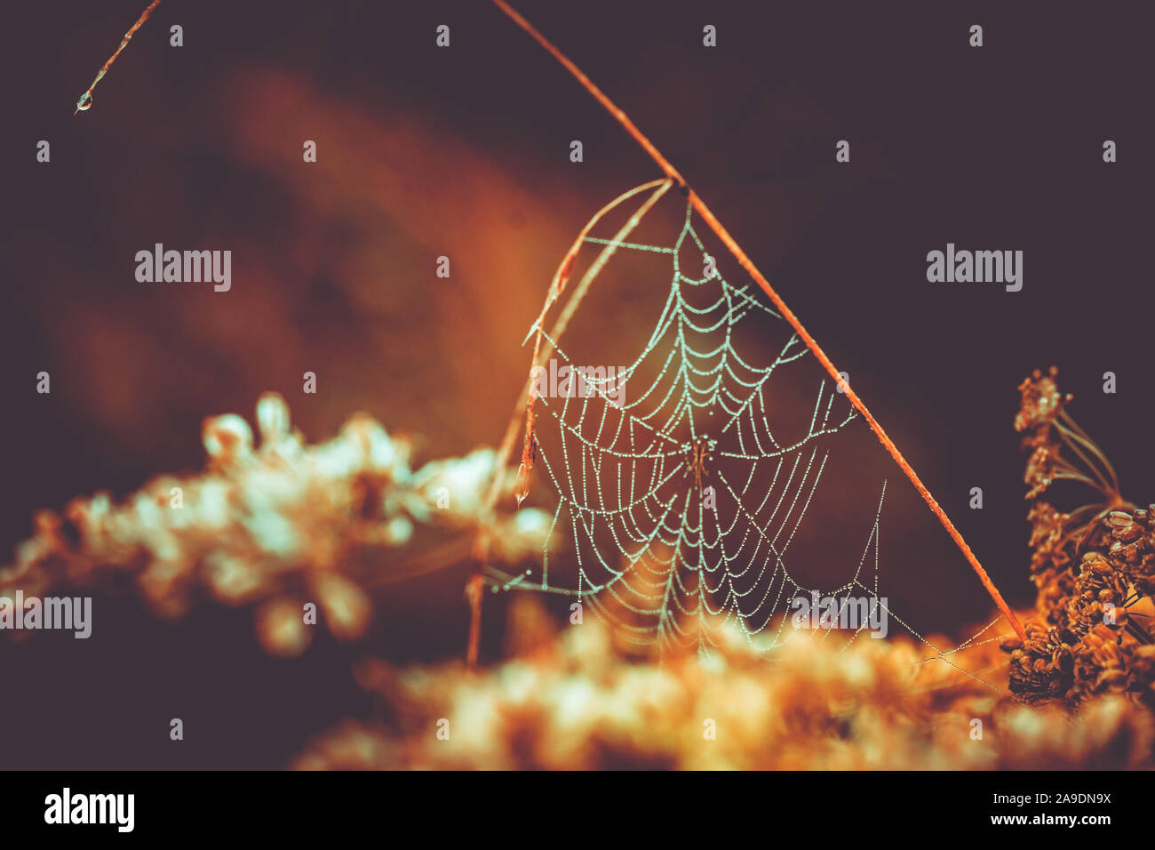 Spiders web in indian hi-res stock photography and images - Alamy