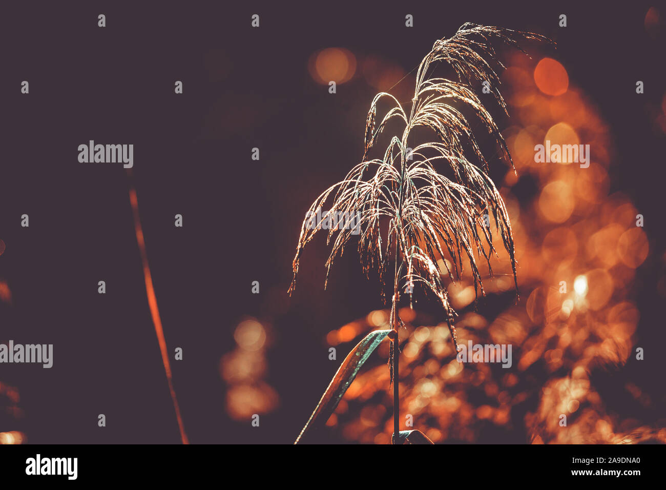 Indian flower reeds hi-res stock photography and images - Alamy
