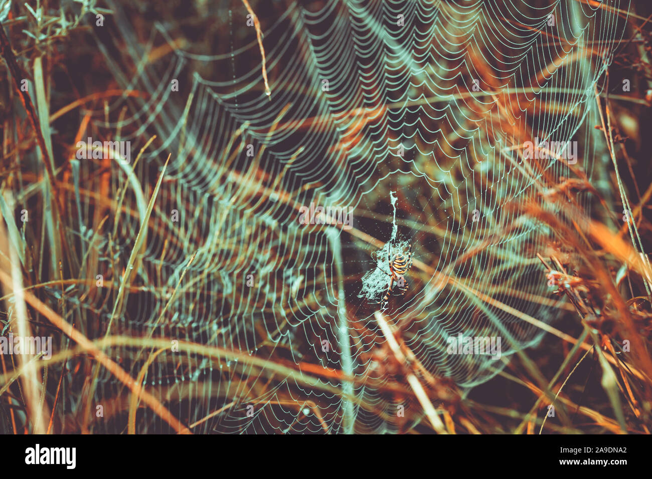 Indian spider wasp hi-res stock photography and images - Alamy