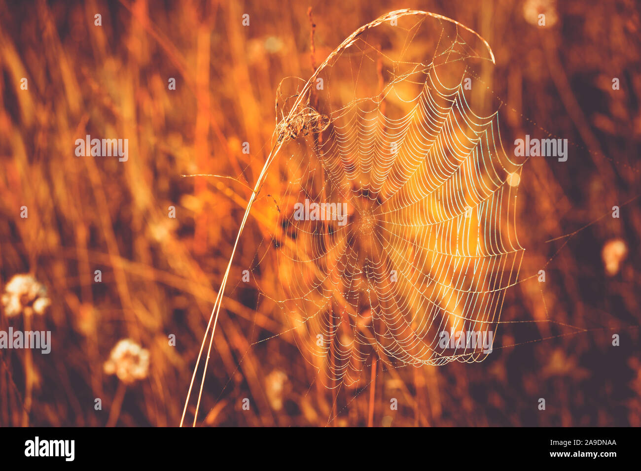 Spiders web in indian hi-res stock photography and images - Alamy
