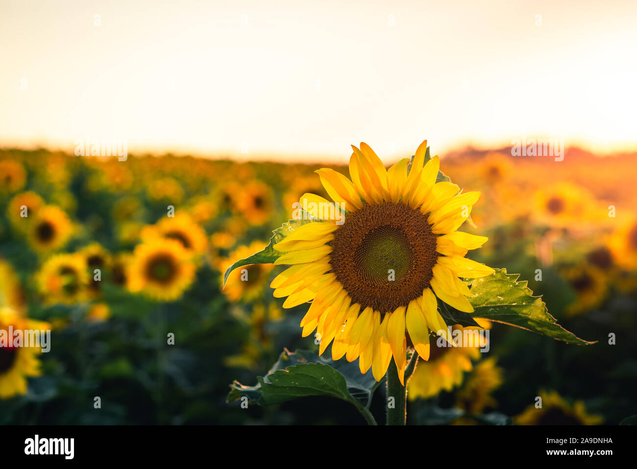 Rows sunflowers hi-res stock photography and images - Alamy