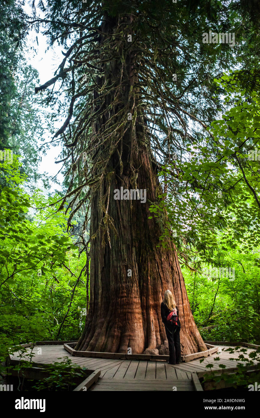 Large cedar trees hi-res stock photography and images - Alamy