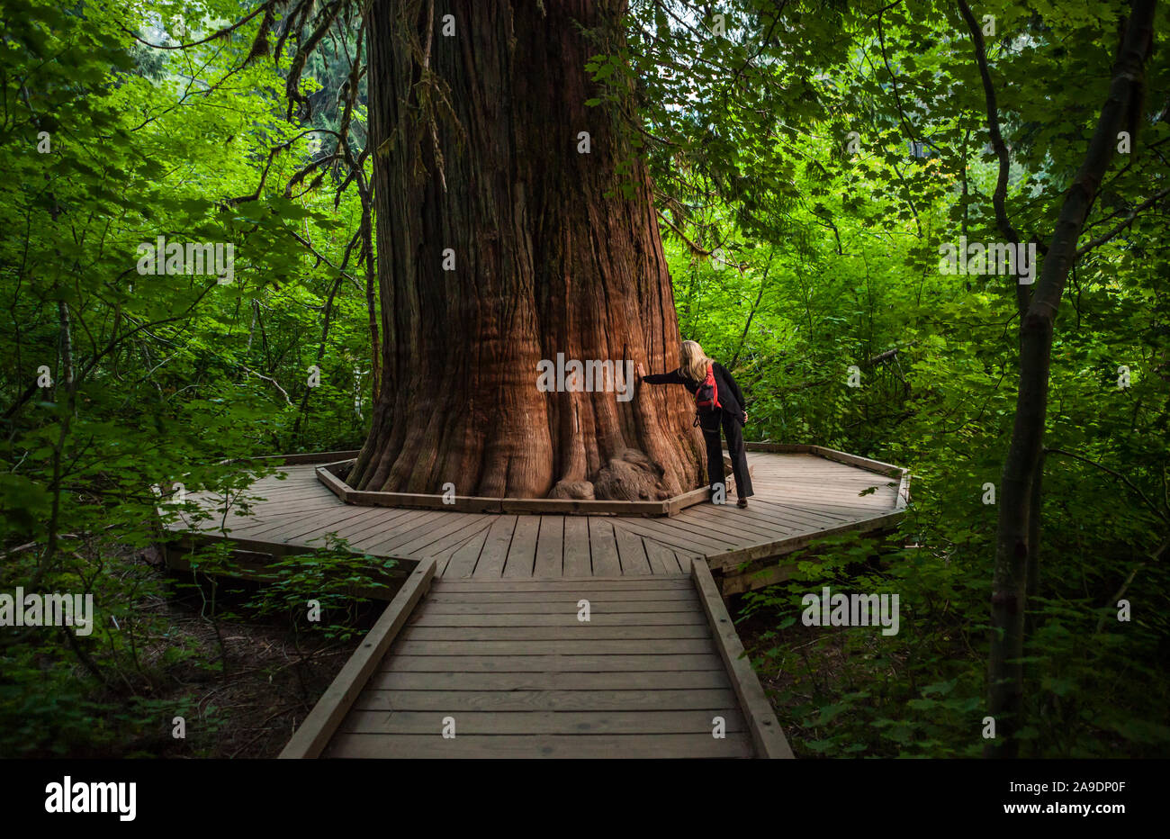 Ancient cedar tree hi-res stock photography and images - Alamy