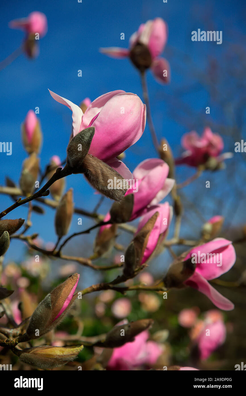 Magnolia iolanthe hi-res stock photography and images - Alamy