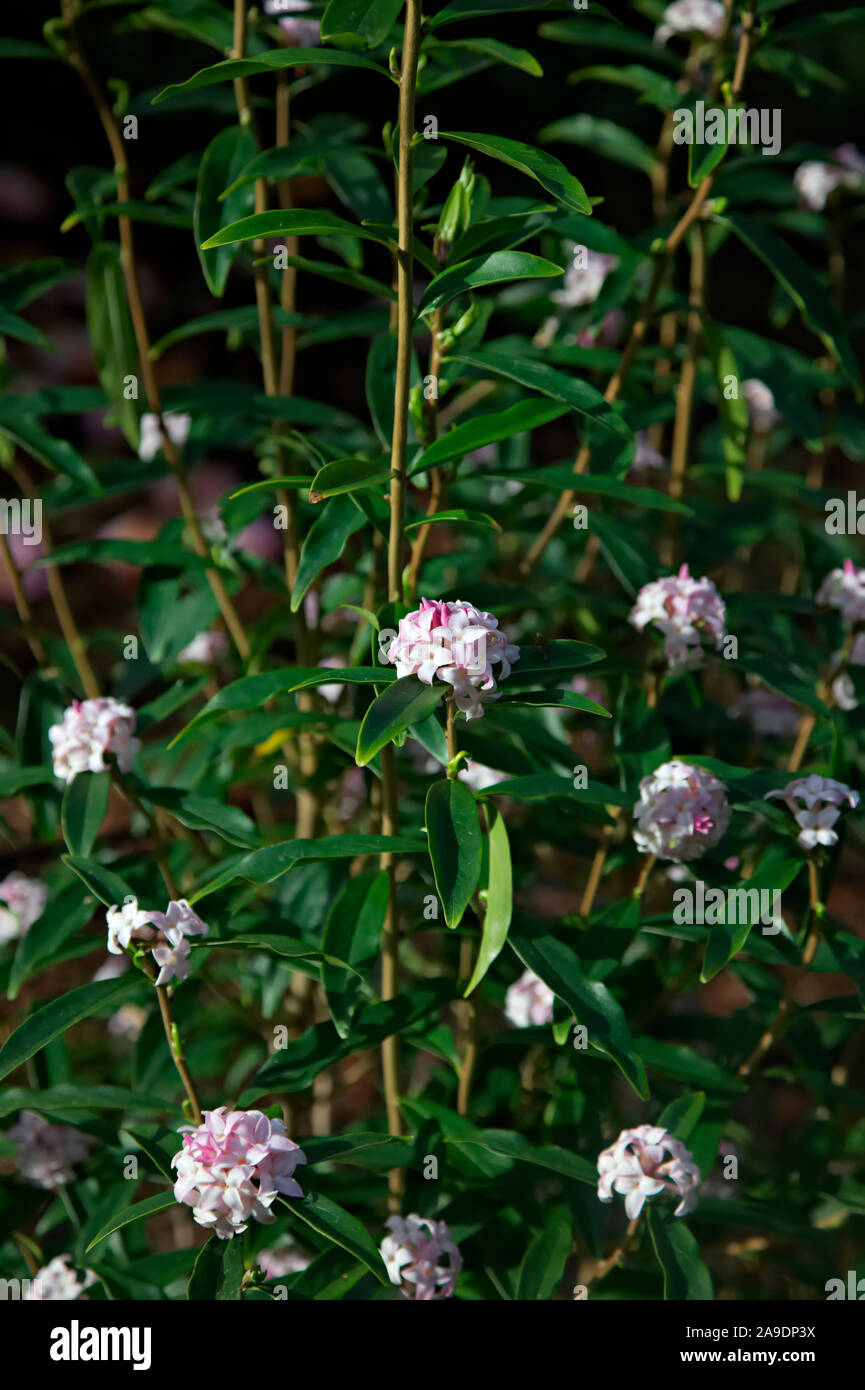Daphne spring beauty hi-res stock photography and images - Alamy