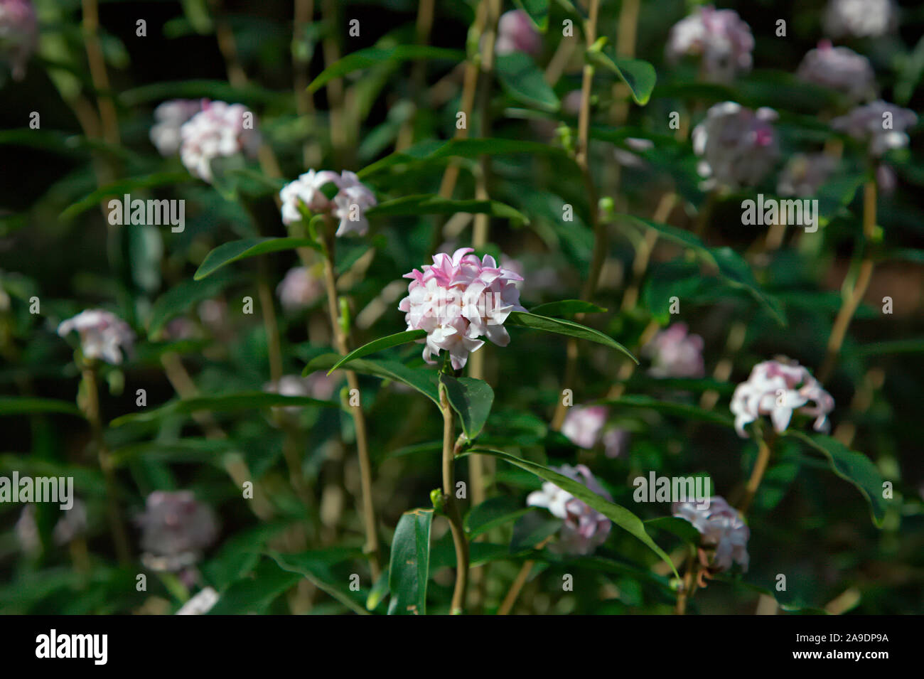 Daphne spring beauty hi-res stock photography and images - Alamy