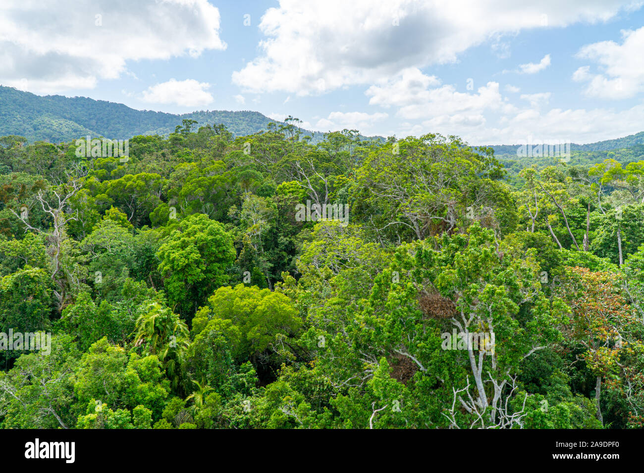 The Australian rainforest in the north of Australia near Cairns with ...