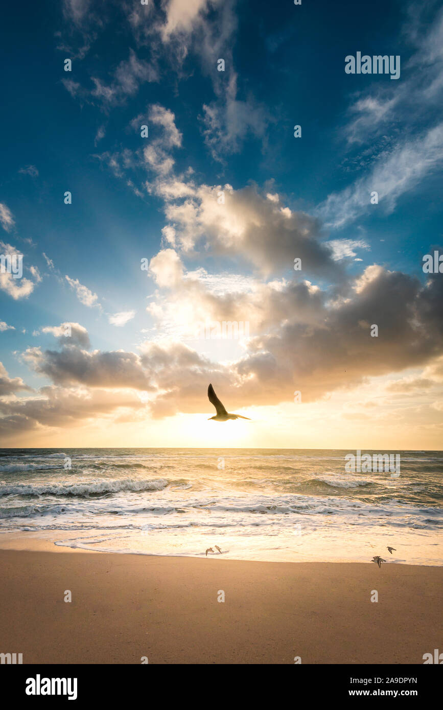 bird flying over the beach with the ocean in the background Stock Photo ...