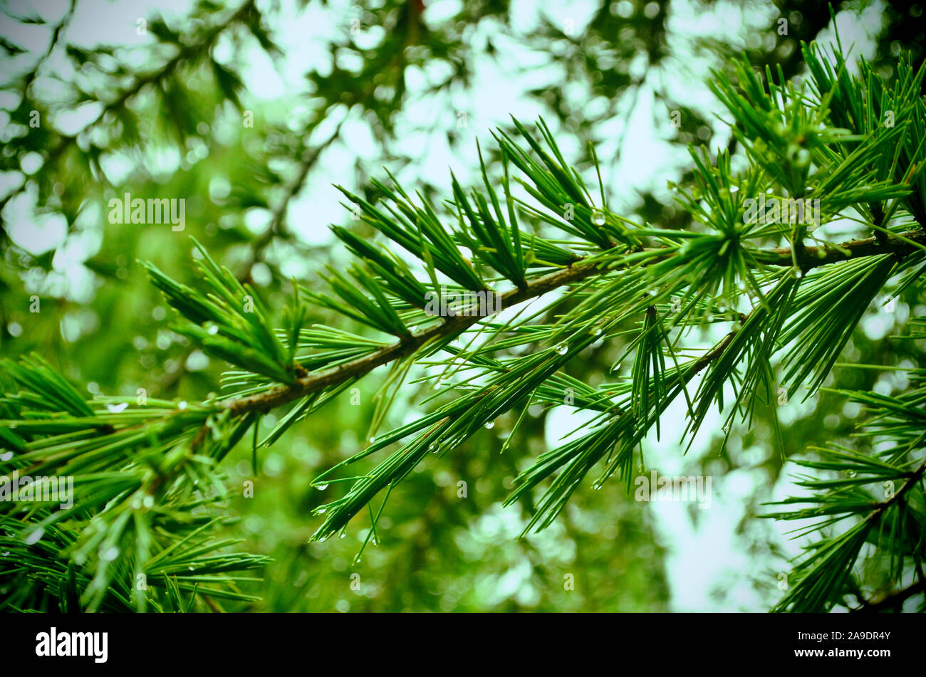 Dew drops on pine trees after the rain, good for backgrounds and ...
