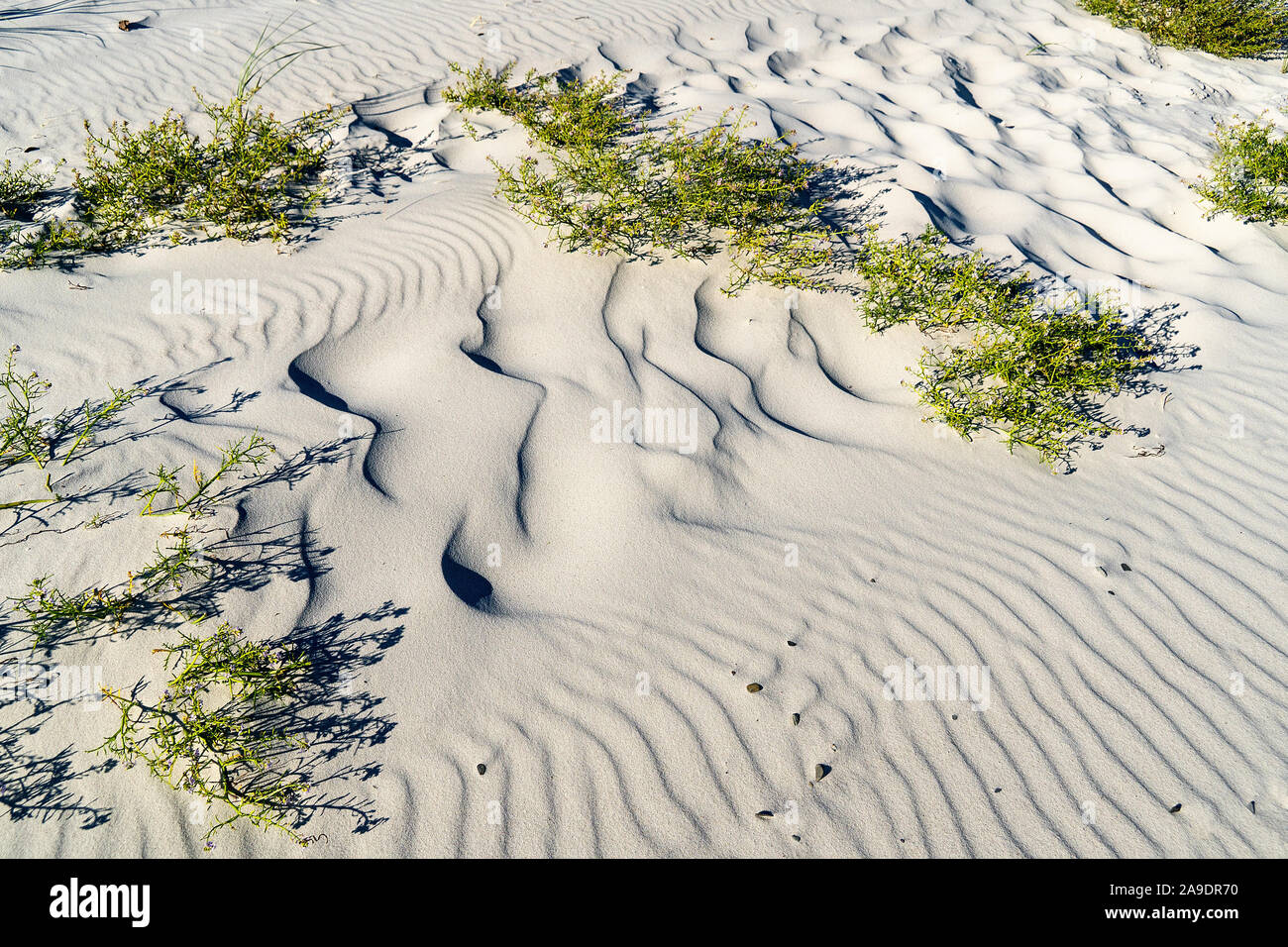 Bornholm, south coast, beach at Dueodde, sand structure Stock Photo - Alamy
