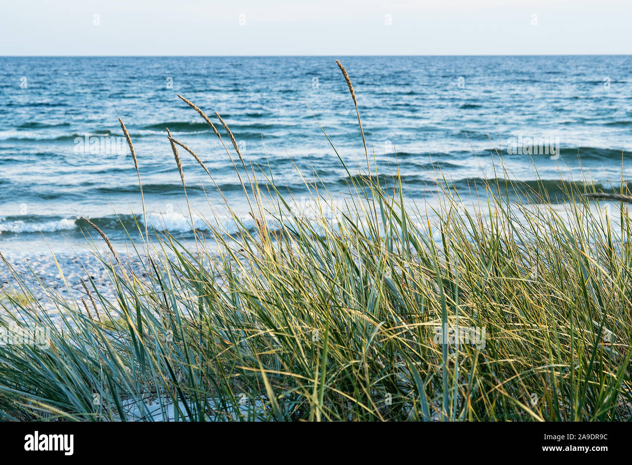 Bornholm, south coast, beach at Dueodde Stock Photo - Alamy