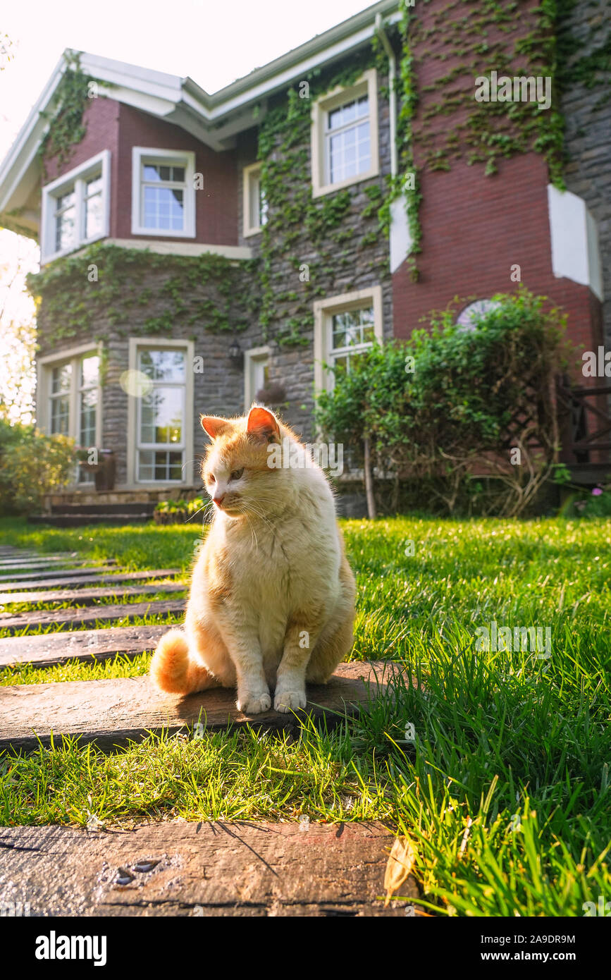 In the courtyard of the cat Stock Photo - Alamy