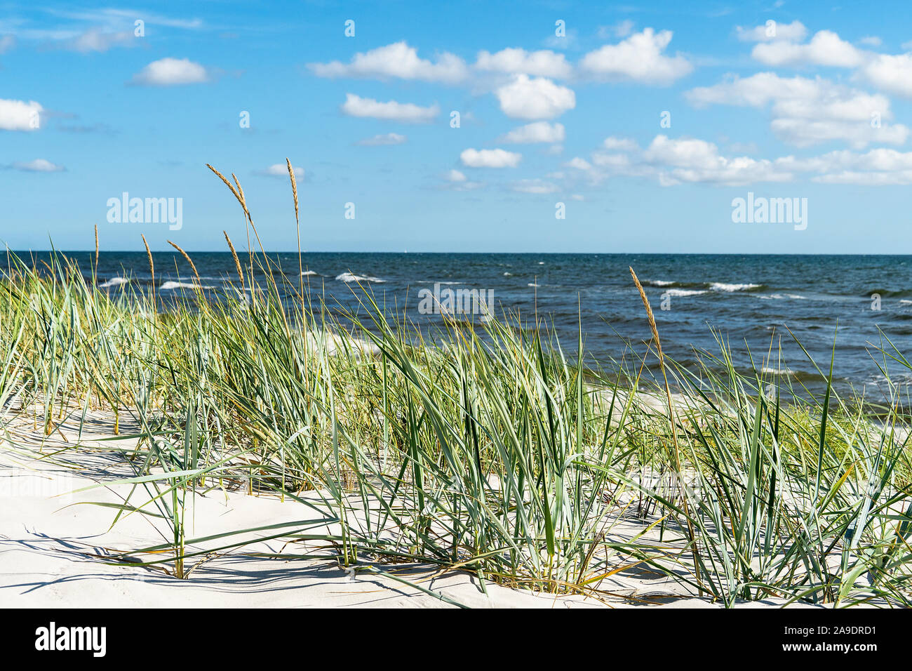 Bornholm, Baltic Sea, beach at Dueodde, beach grass Stock Photo - Alamy