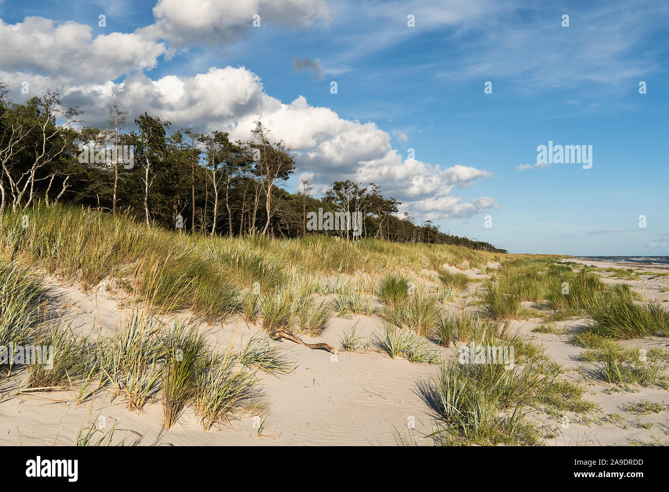 Bornholm, south coast, beach at Dueodde, dune landscape Stock Photo - Alamy