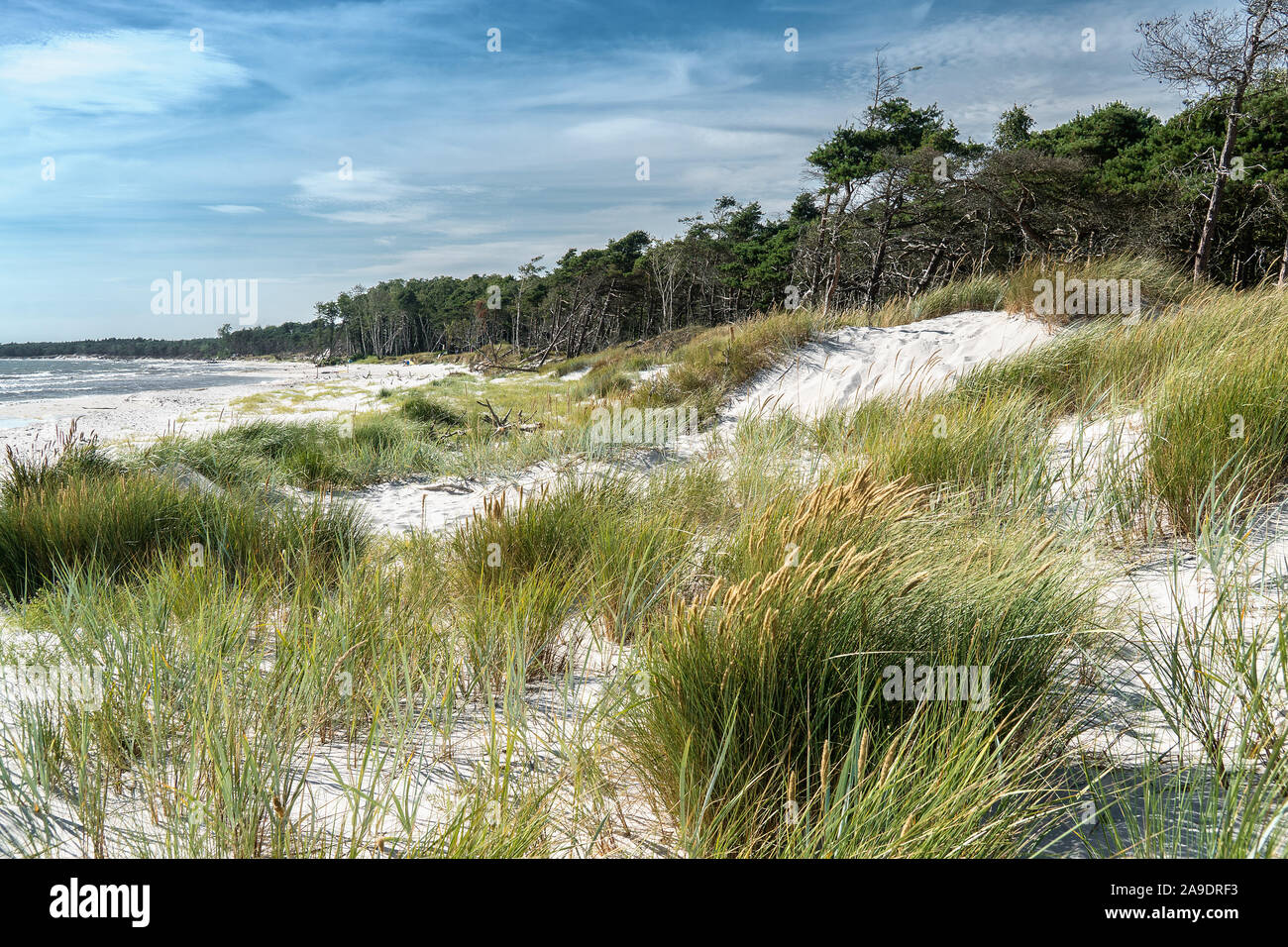 Bornholm, Baltic Sea, beach at Dueodde, dune, pine forest, coastal ...