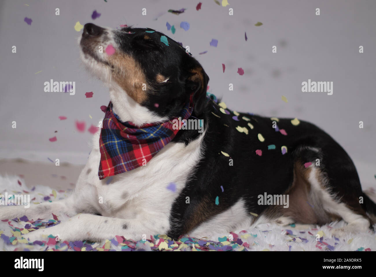 beautiful dog modeling in the party with confetti Stock Photo - Alamy