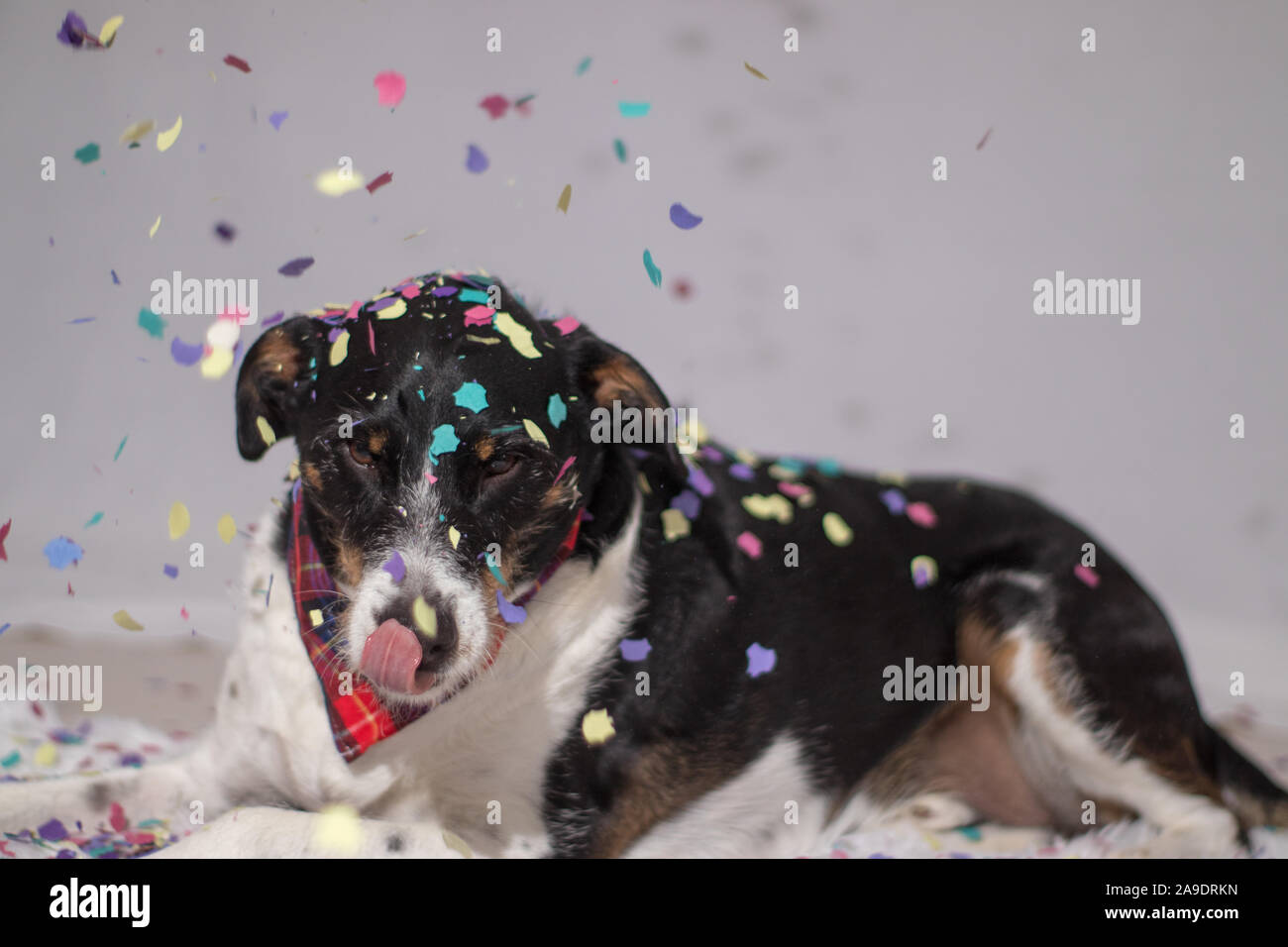 beautiful dog modeling in the party with confetti Stock Photo - Alamy