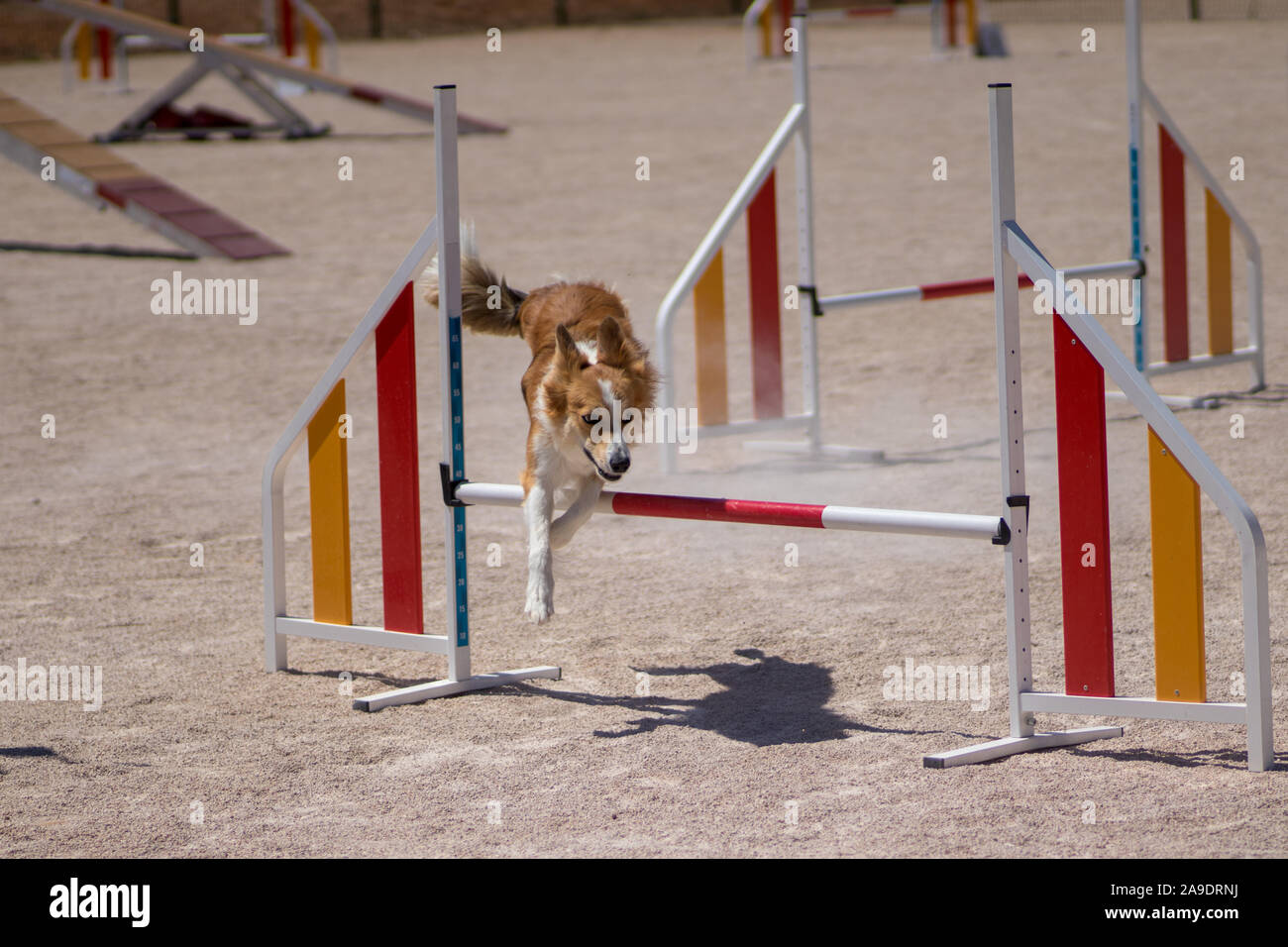dog running and jumping in agility sport Stock Photo - Alamy