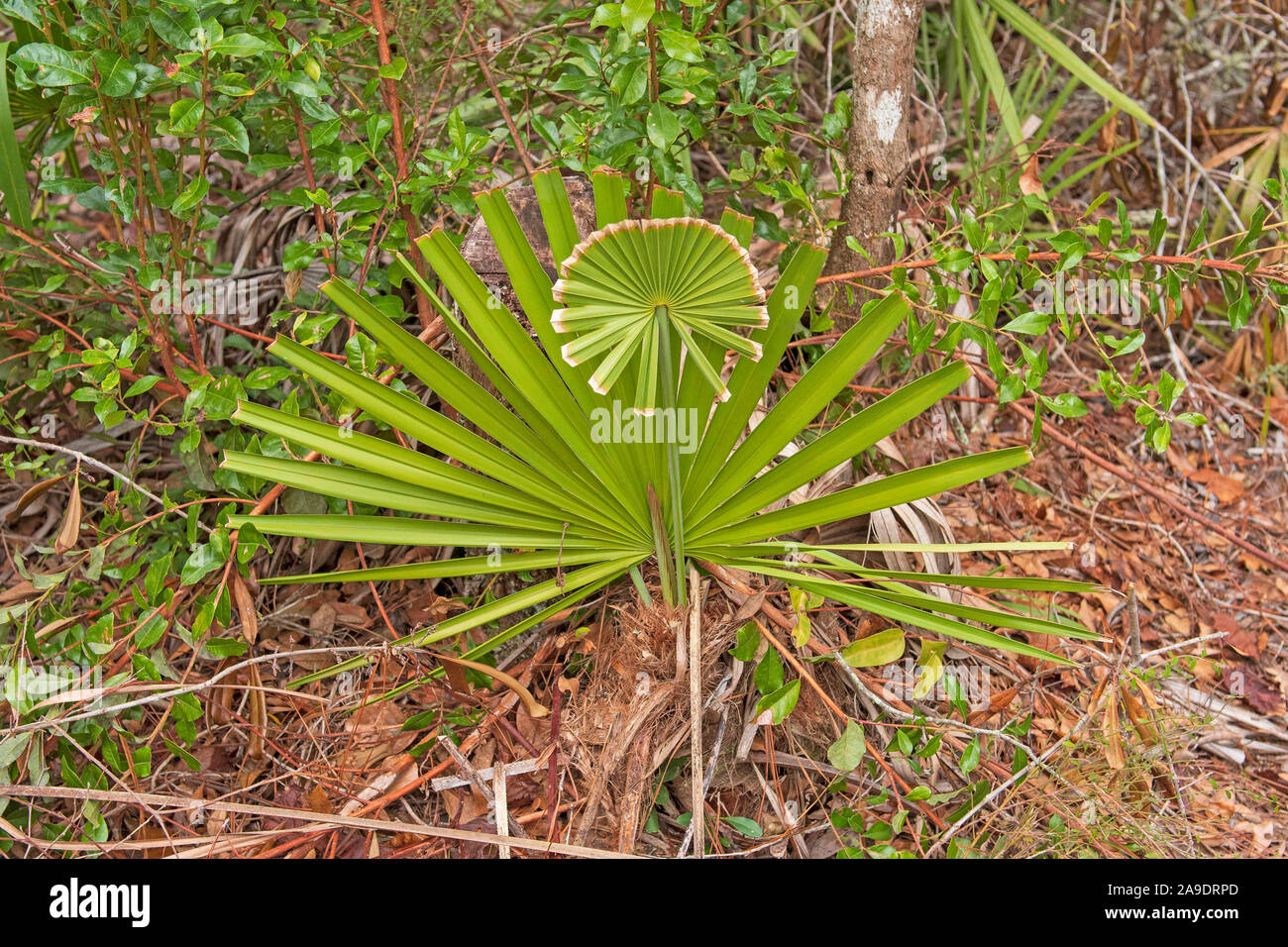 Unique Palmetto in wetland Hummock in Okefenokee Swamp in Georgia Stock ...