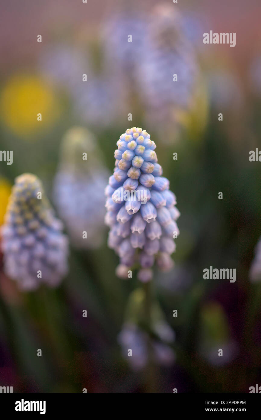 Muscari Peppermint High Resolution Stock Photography and Images - Alamy