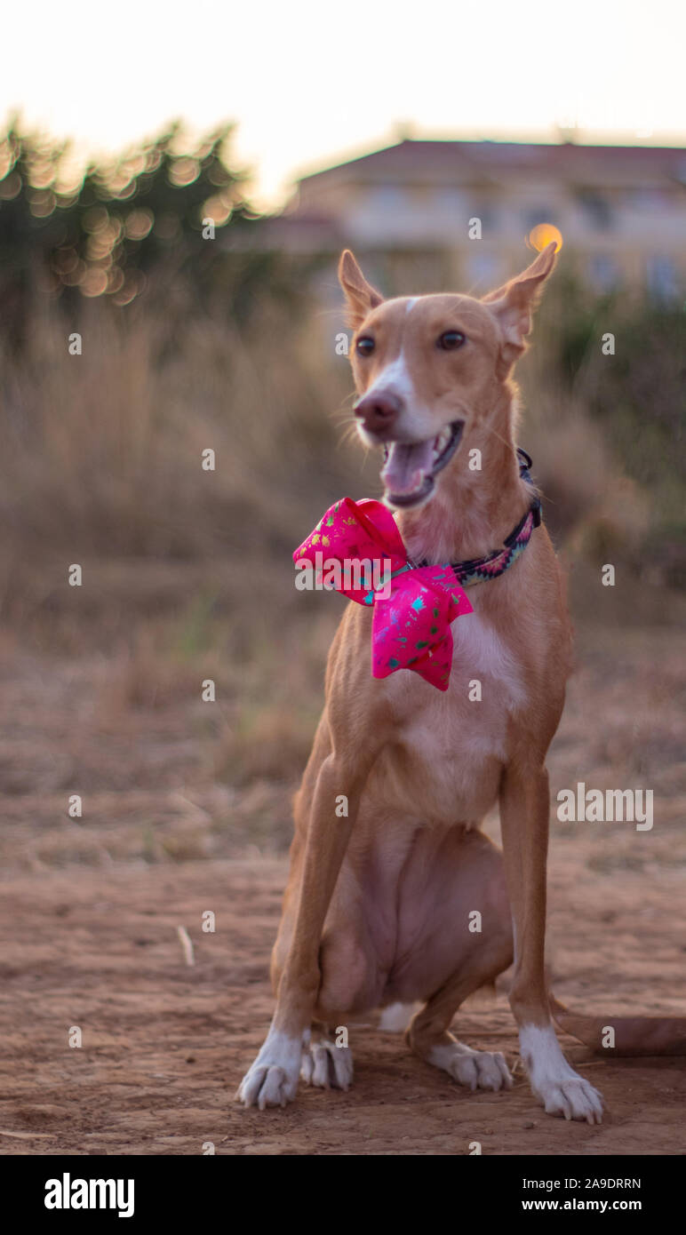 beautiful dog modeling for the camera with bow tie in outside Stock ...