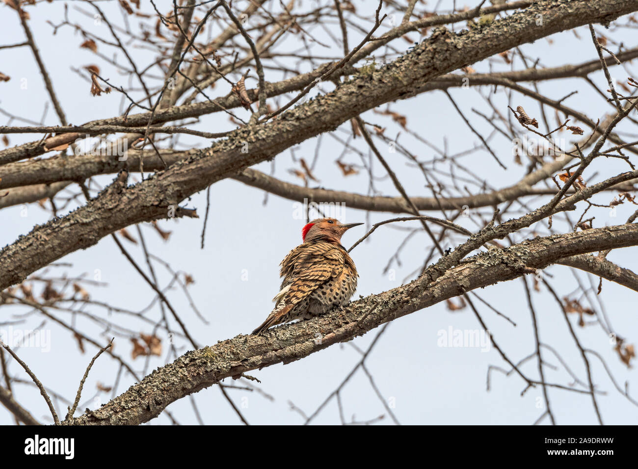 Yellow shafted flicker hi-res stock photography and images - Alamy
