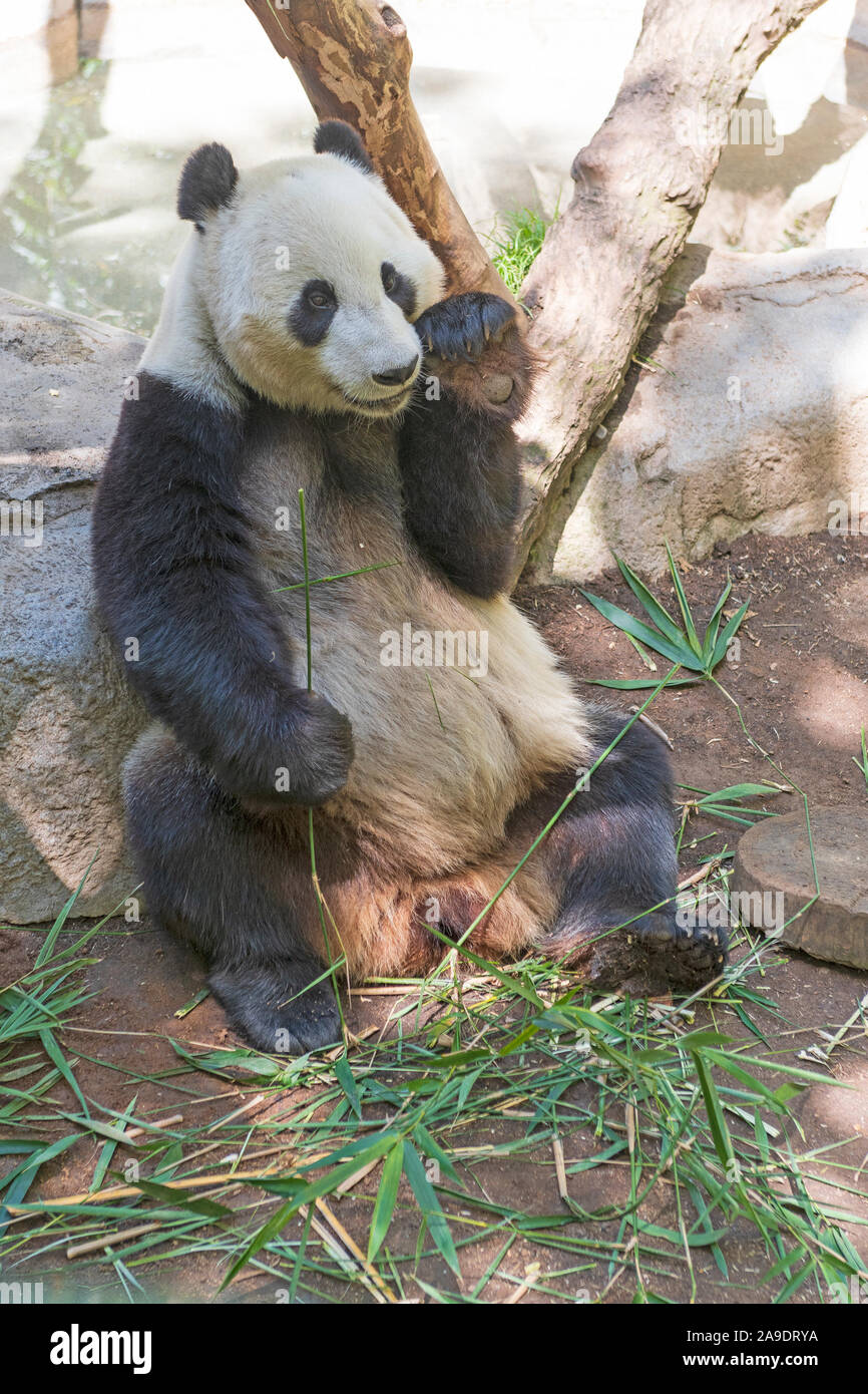 Giant Panda in a Zoo Habitat in the San Diego Zoo Stock Photo - Alamy