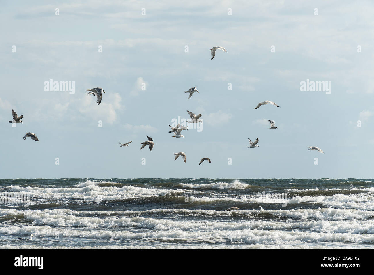 Bornholm, sea view, seagull swarm Stock Photo - Alamy