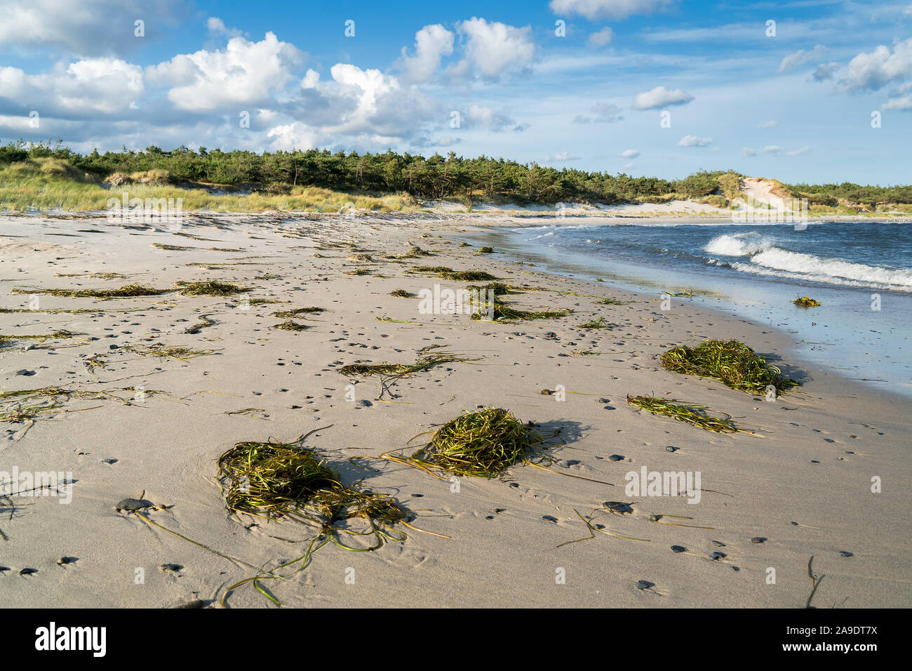 Bornholm, Dueodde, coastal landscape, seagrass Stock Photo - Alamy