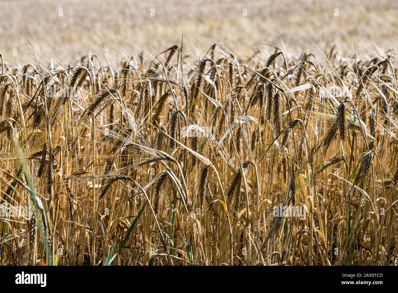 Bornholm, coastal path, field, corn, rye Stock Photo - Alamy