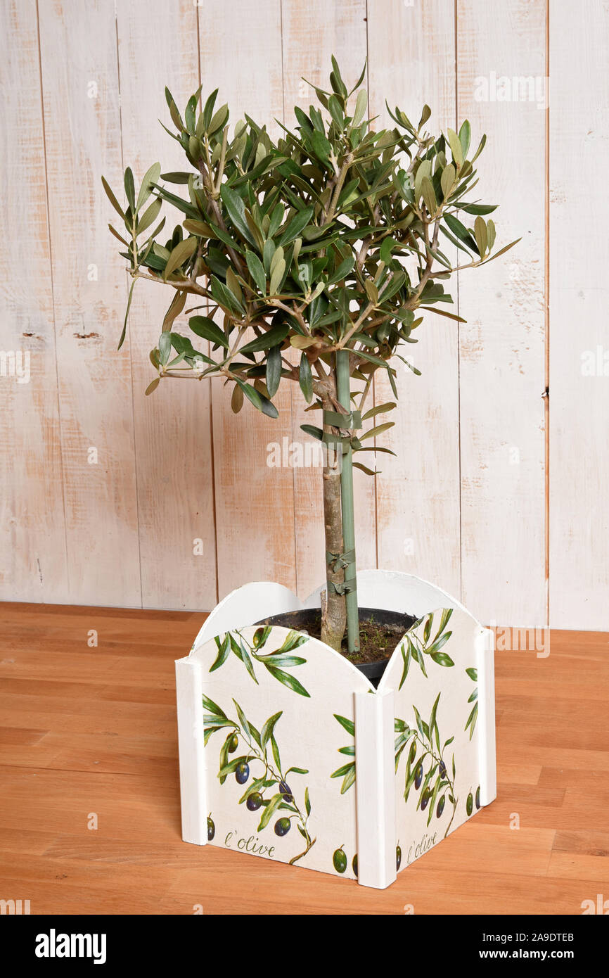Olive tree, standard, planter Stock Photo - Alamy