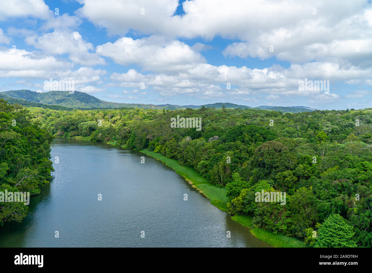 The Australian rainforest in the north of Australia near Cairns with ...