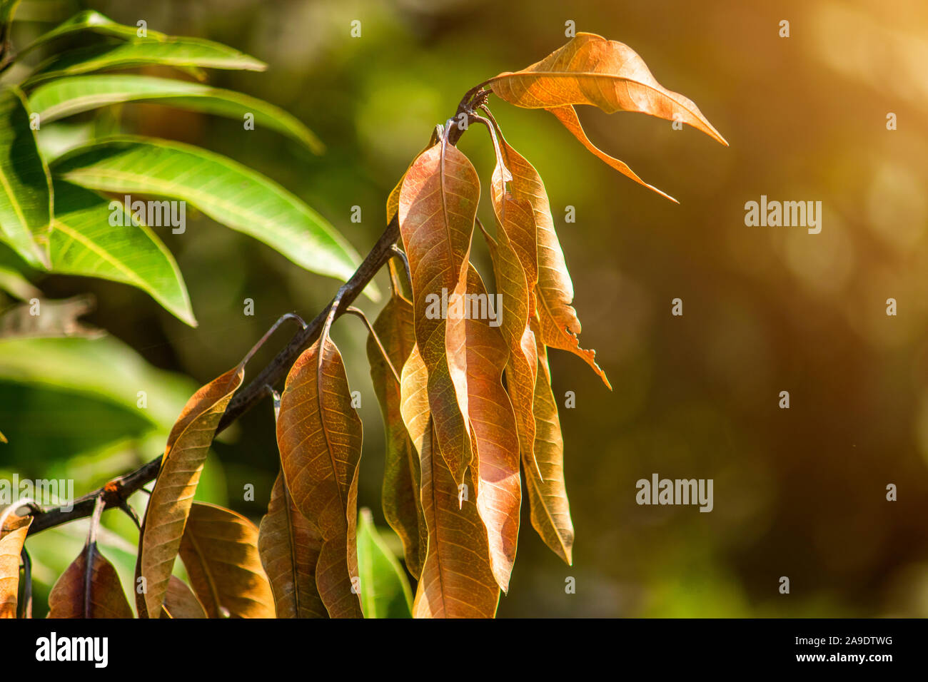 Dry Leaves at the Mango tree Stock Photo - Alamy