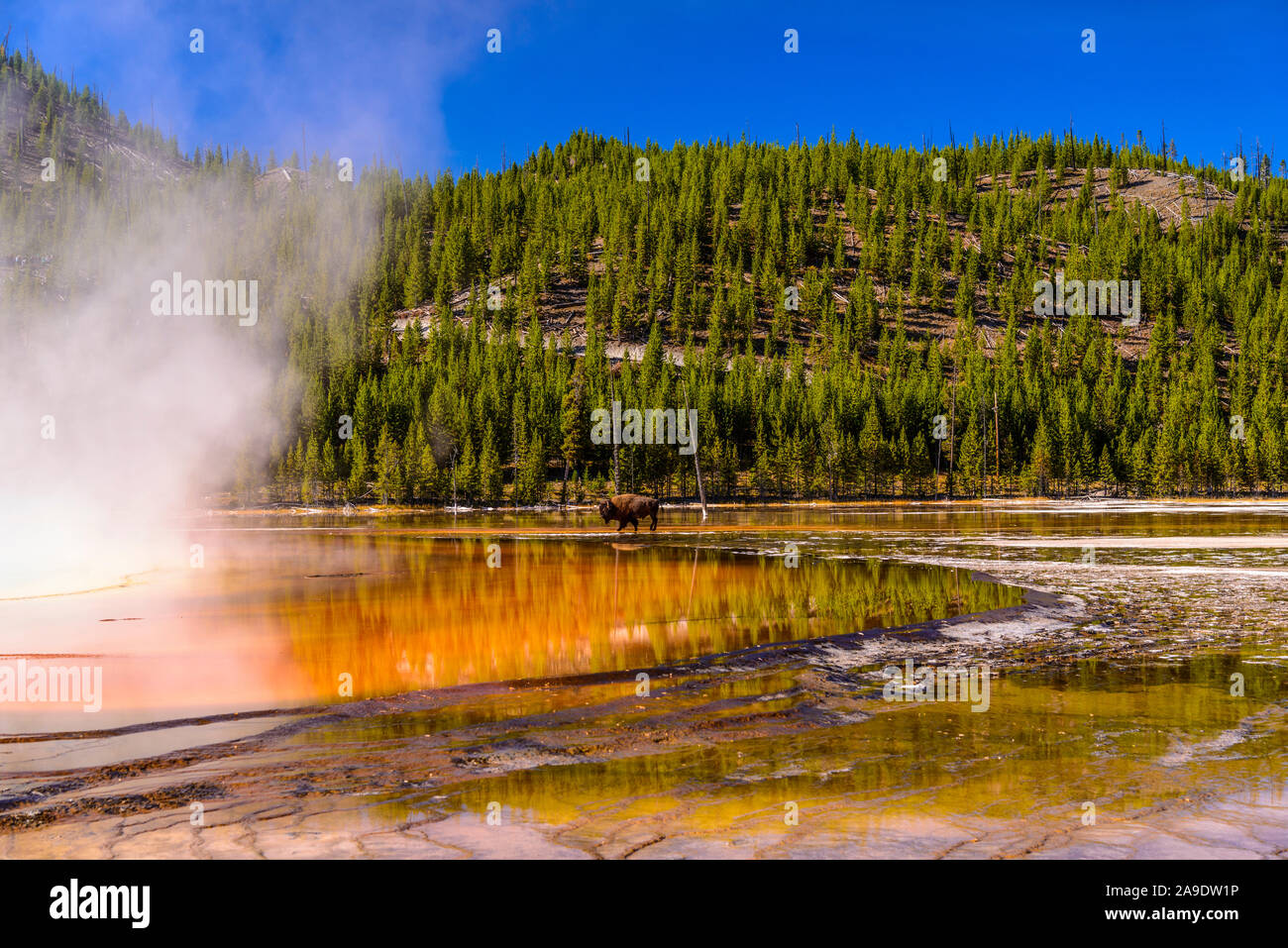 Grand prismatic spring bison hi-res stock photography and images - Alamy