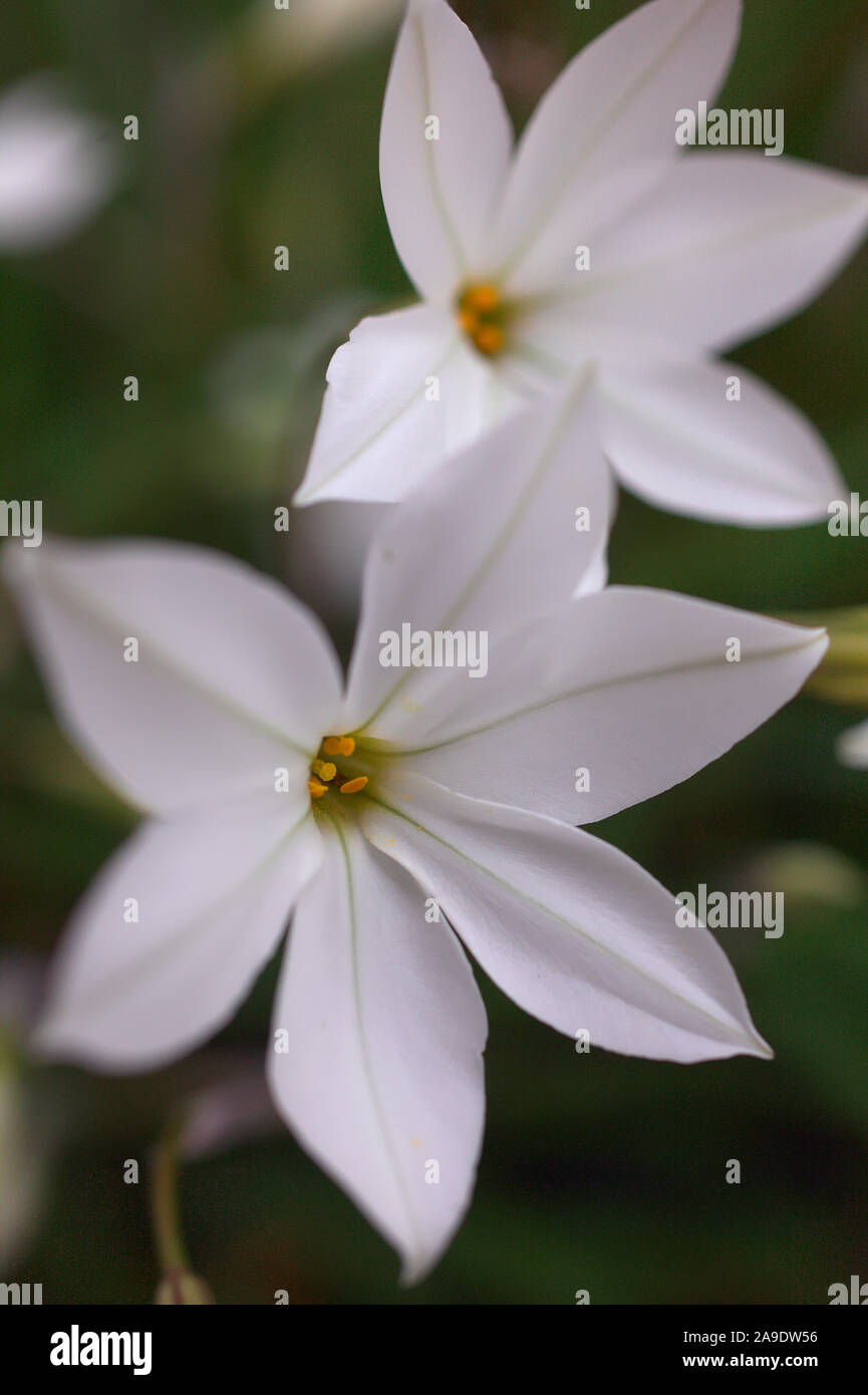 White ipheion hi-res stock photography and images - Alamy