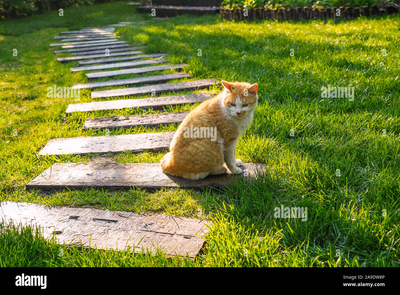 Cat courtyard hi-res stock photography and images - Alamy