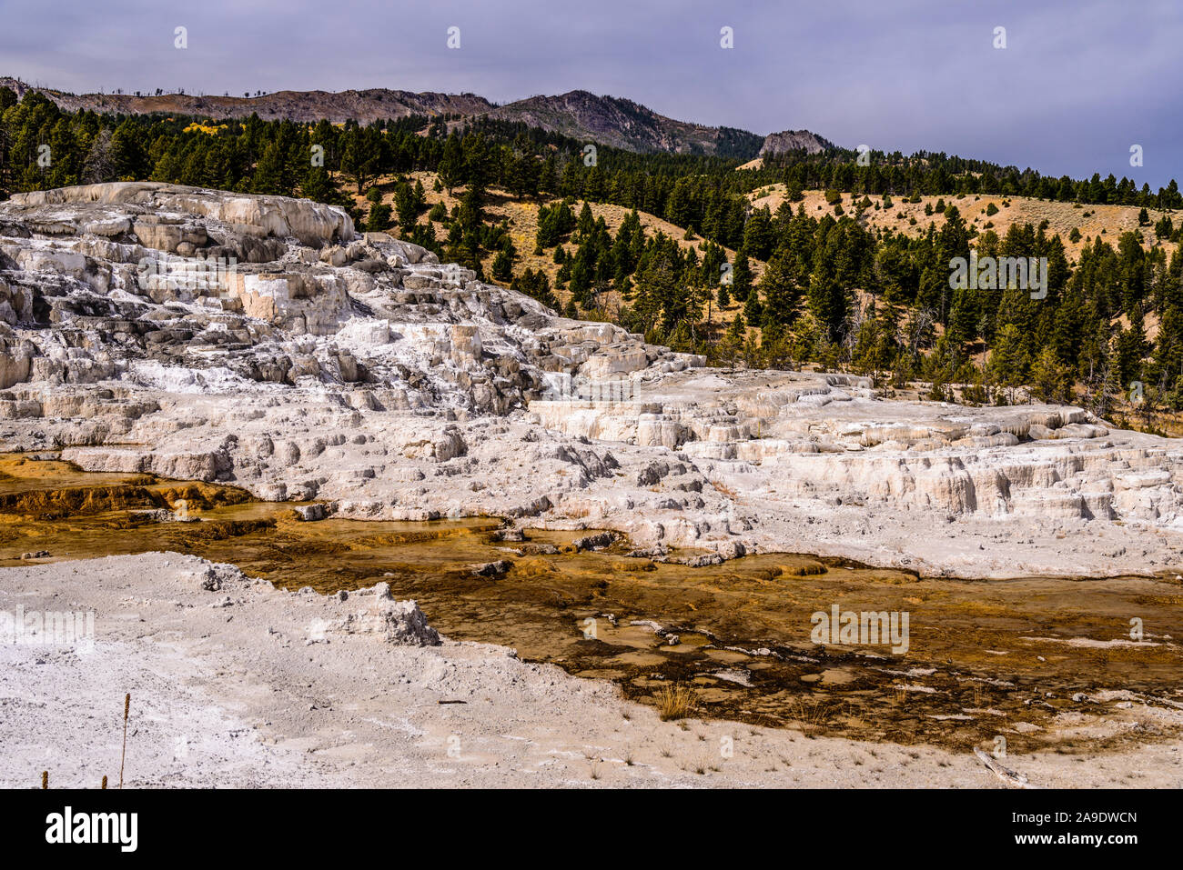 USA, Wyoming, Yellowstone National Park, Mammoth Hot Springs, Main ...