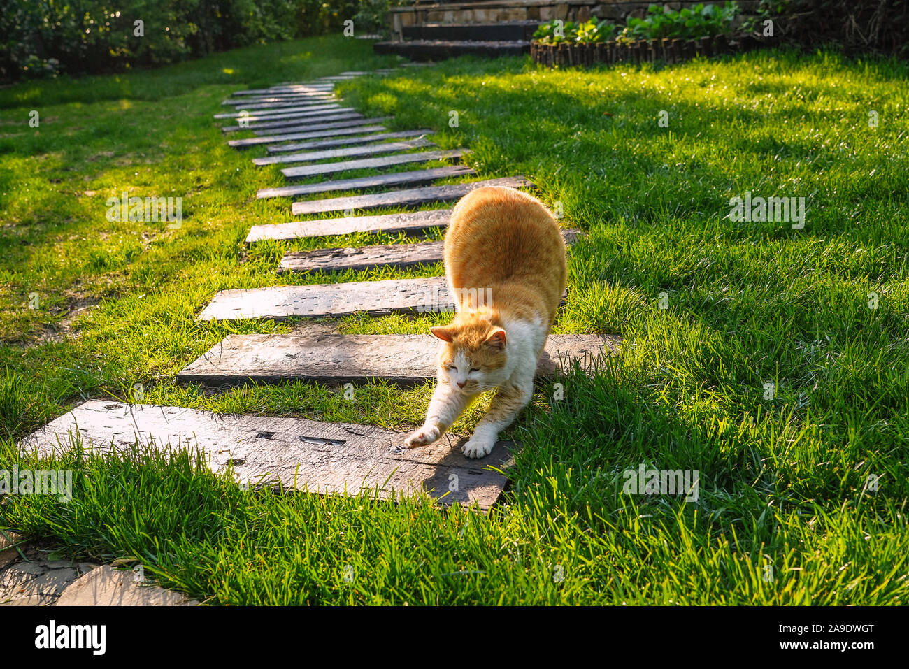 In the courtyard of the cat Stock Photo - Alamy