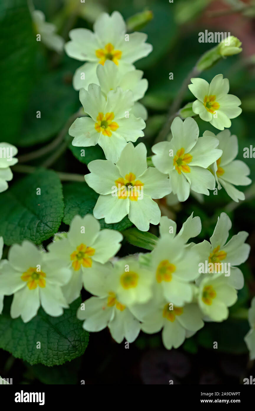 Wild primrose hi-res stock photography and images - Alamy