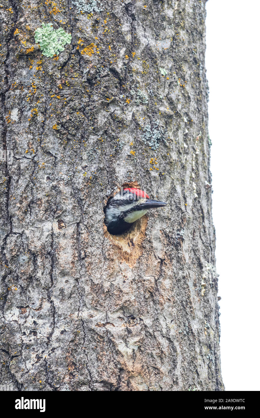 Sapsucker nest hi-res stock photography and images - Alamy
