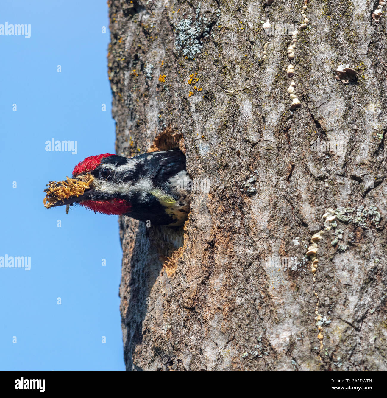 Yellow-bellied sapsucker cleaning out the nest cavity Stock Photo - Alamy
