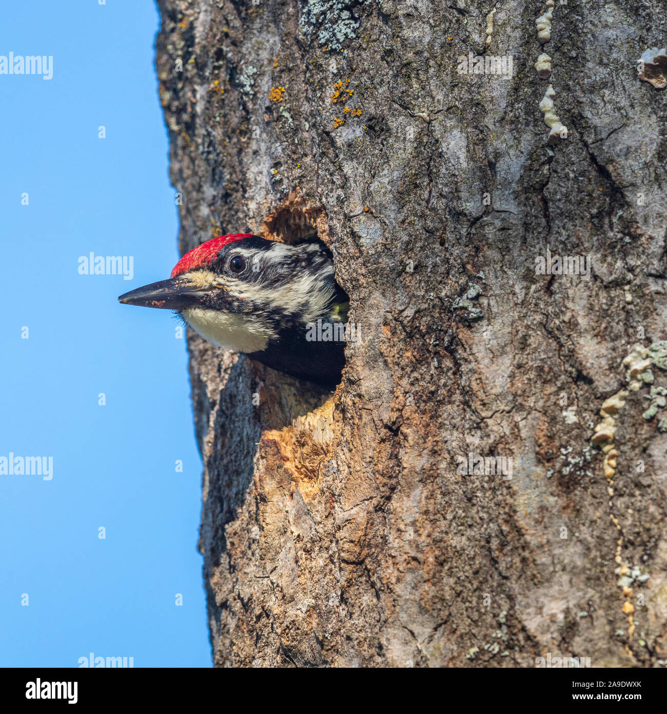 Female sapsucker at nest hi-res stock photography and images - Alamy
