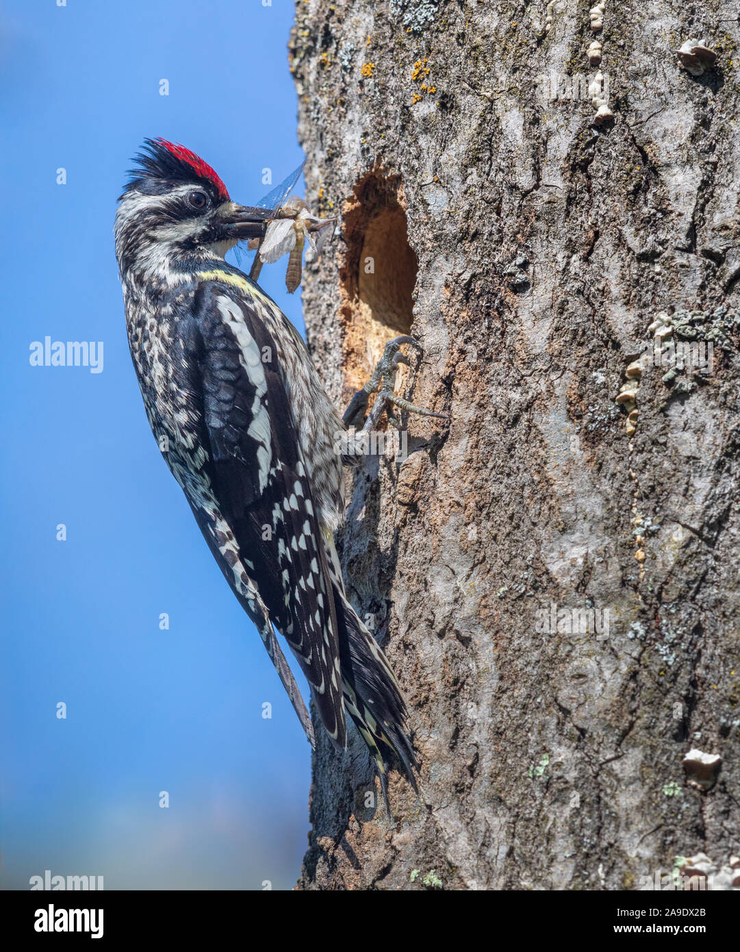 Female yellow-bellied sapsucker bringing food to her nestlings Stock ...