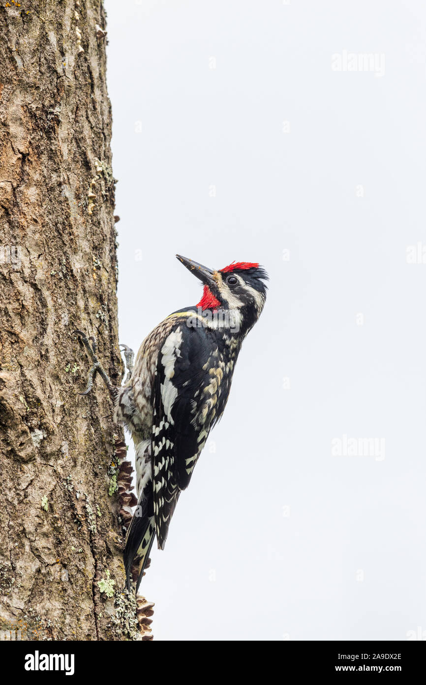 North american sapsucker hi-res stock photography and images - Alamy