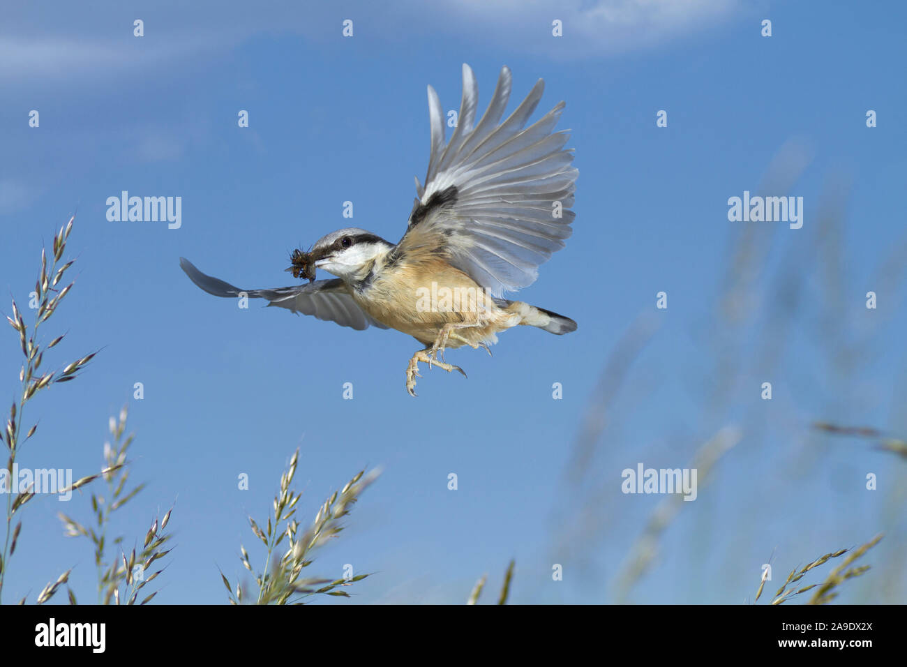 Bird flying nuthatch hi-res stock photography and images - Alamy