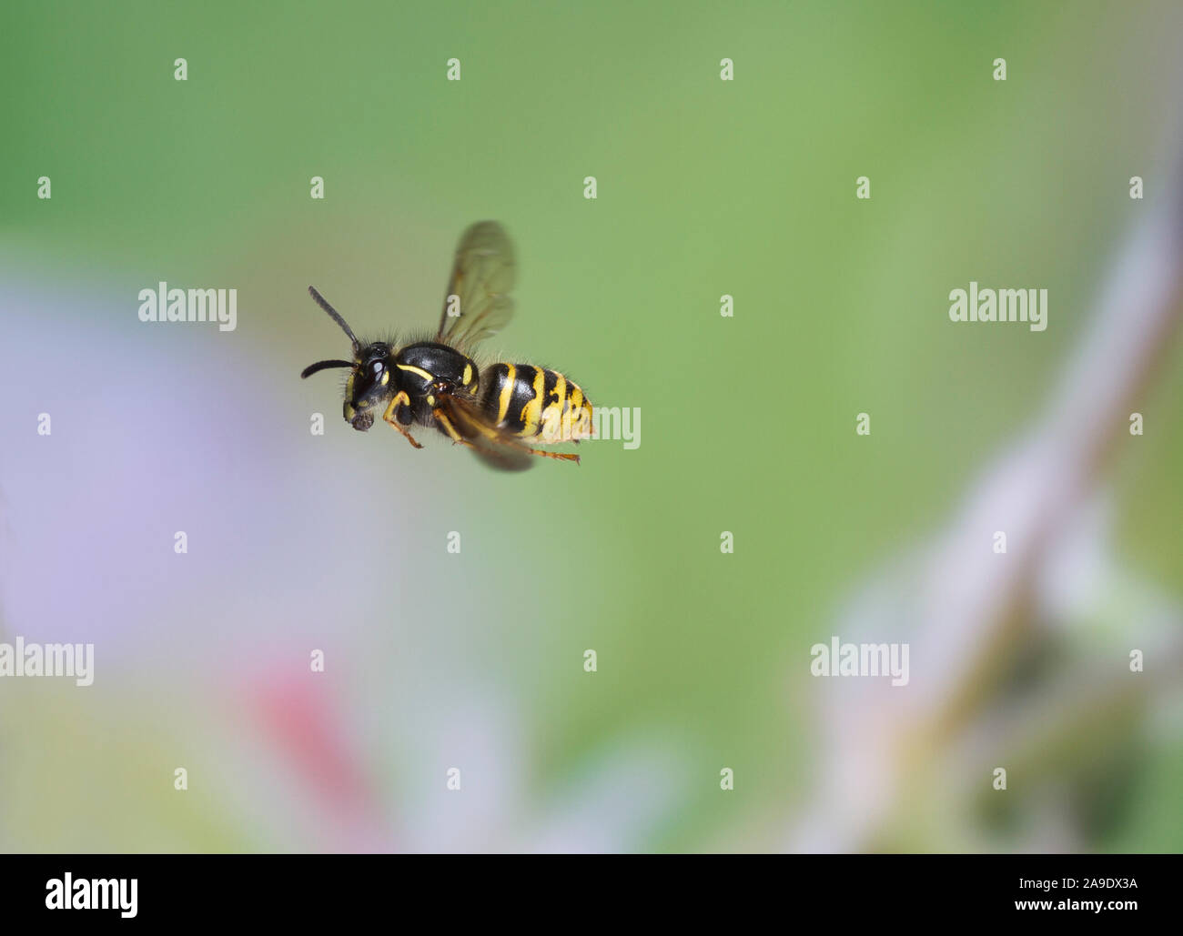 Common wasp in the approach on nest Stock Photo - Alamy