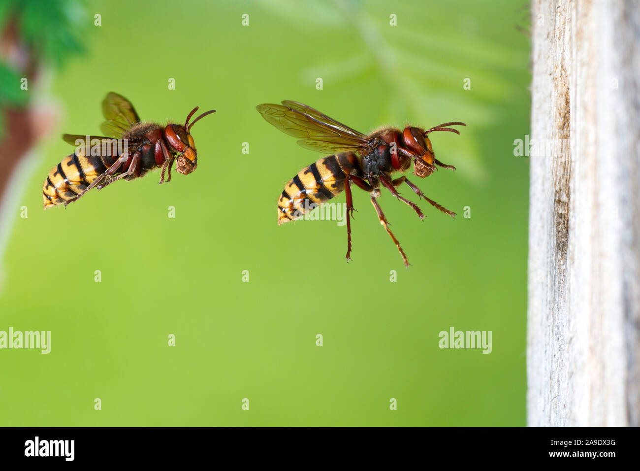 Hornets queen, hornet (Vespa crabro) in the flight Stock Photo - Alamy