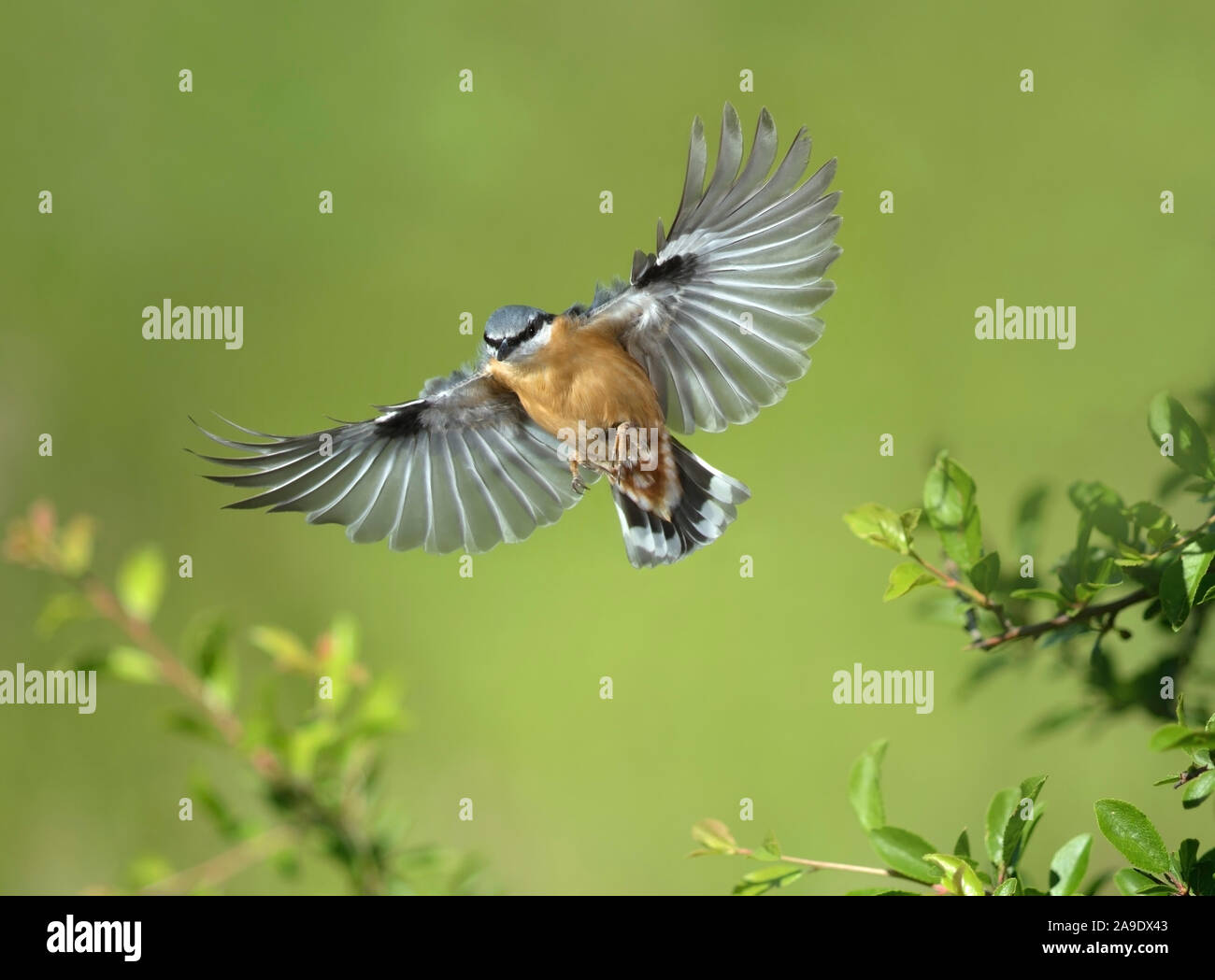 Nuthatch (Sitta europaea) in the flight Stock Photo - Alamy